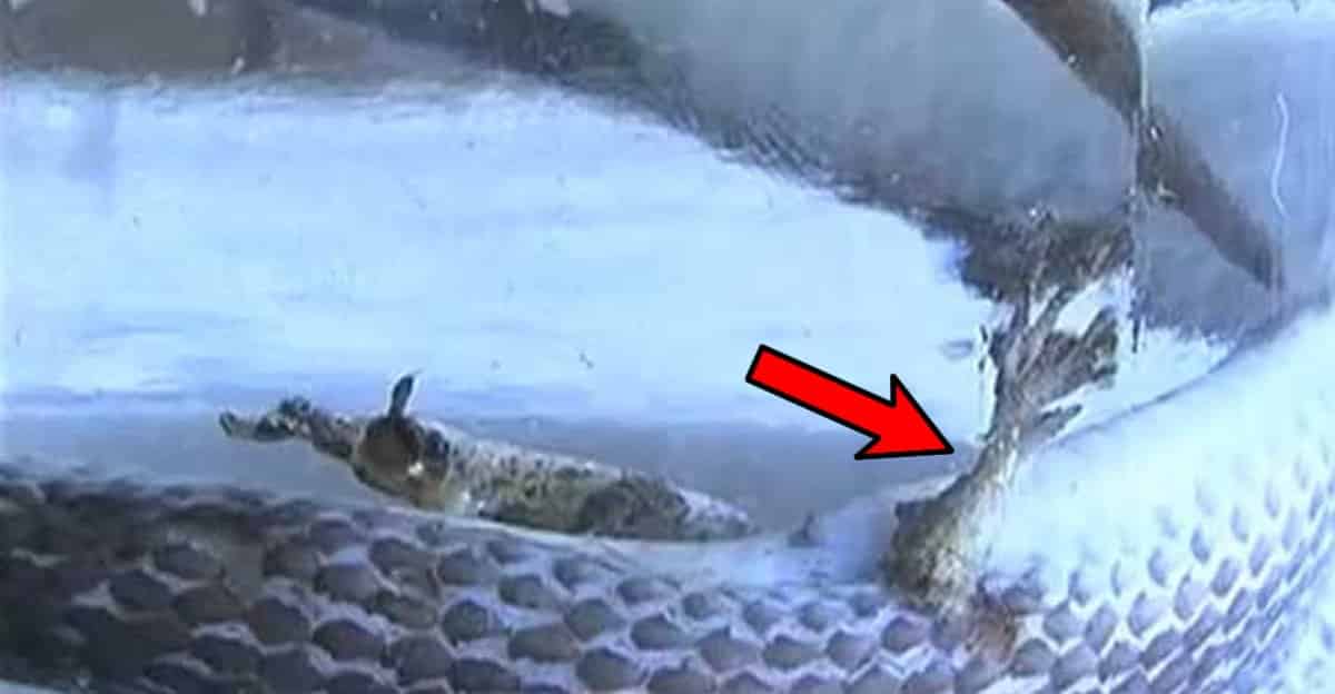 An Unusual Snake With Legs was Caught in Philippines – Elite Readers