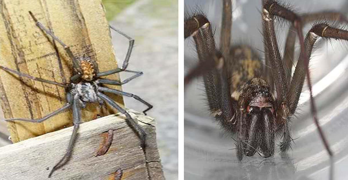 These Mouse-Sized Giant Spiders Are Invading UK Homes. Very Creepy ...