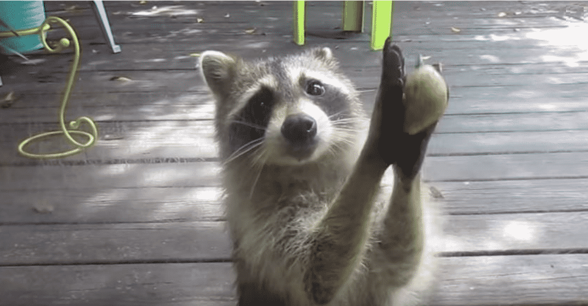 Clever Raccoon Discovers The Most Annoying Way To Get Food From Humans ...