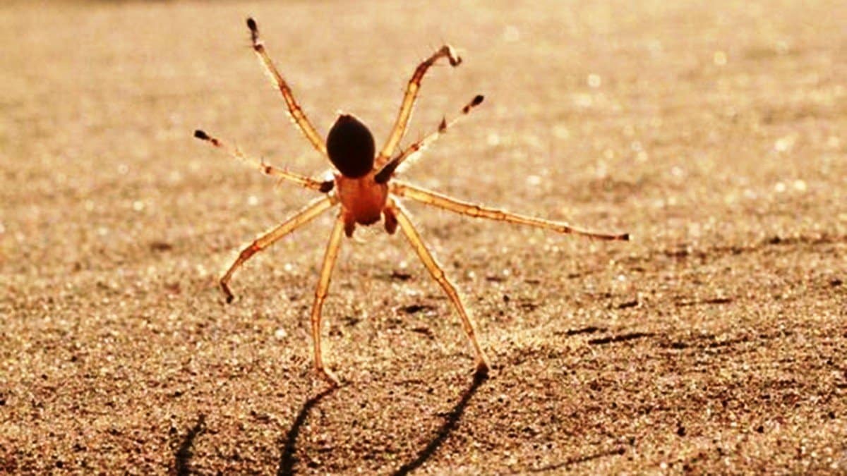 Terrifying Kung-Fu Flipping Spider, One of Most Fascinating Species ...