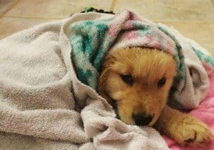 Cute Golden Retriever Pup Bathes and Towels All By Himself – Elite Readers