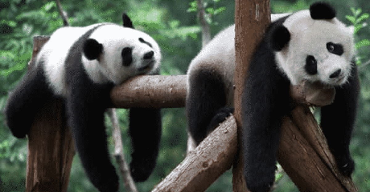 Chinese Scientists Decoded “Panda Language” After 5 Years Of Research ...