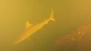 Scientists Shocked to Discover Sharks Living Inside an Active Volcano ...