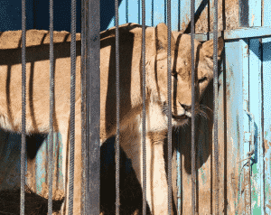 Shocking Photos Reveal Animals’ Terrible Conditions Inside The ‘World’s ...