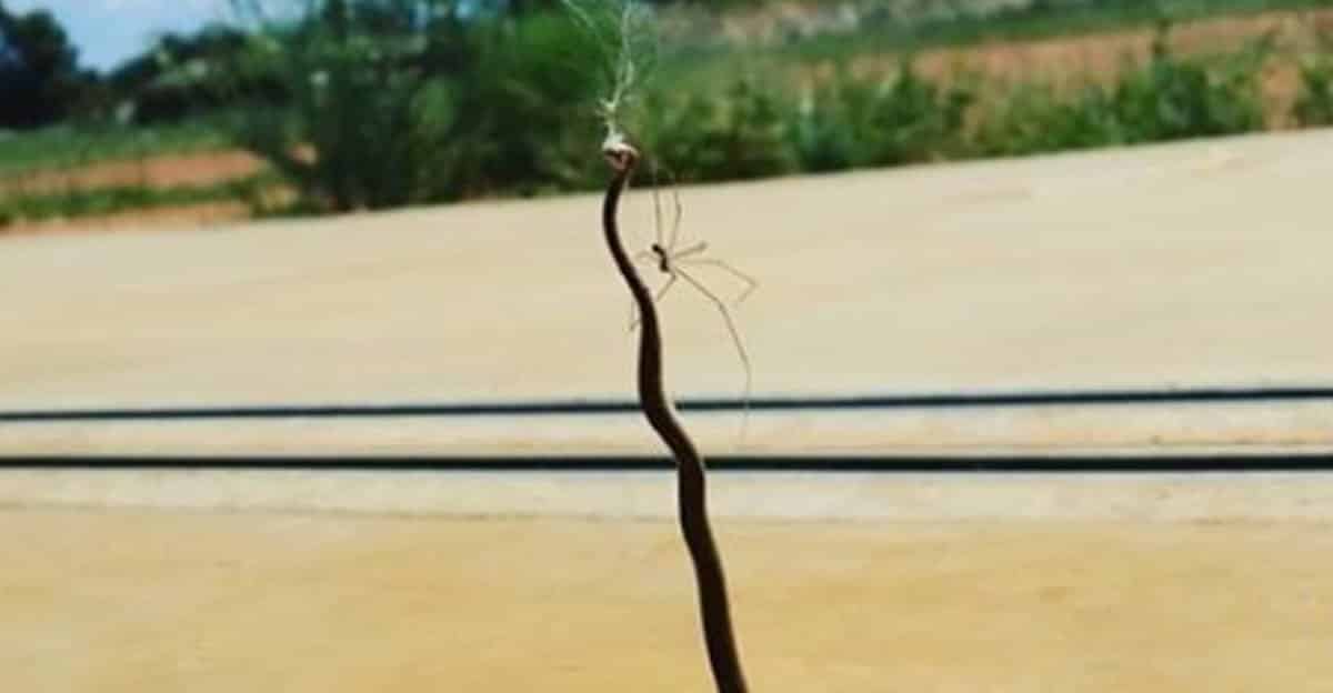 Caught on Camera: Fight Between A Snake And A Spider - Elite Readers