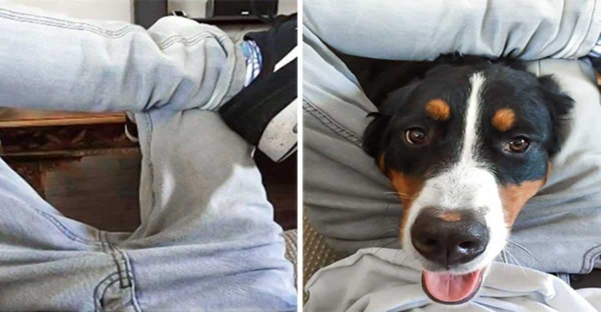 Hilarious And Adorable Things Dogs Do That Only Owners Will Understand hilarious-and-adorable-things-dogs-do-that-only-owners-will-understand