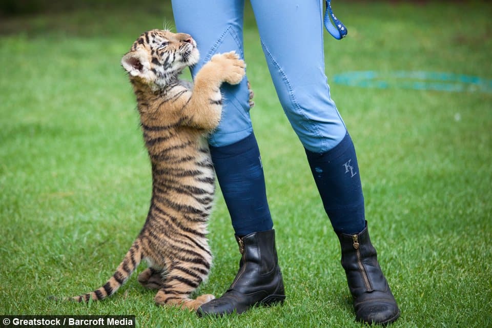 Tiger Cub Rejected By Mother Finds A Best Friend In A Puppy | Elite Readers