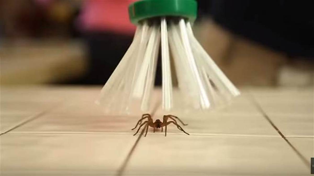 Here's an Effective Way to Catch and Get Rid of Spiders Without ...