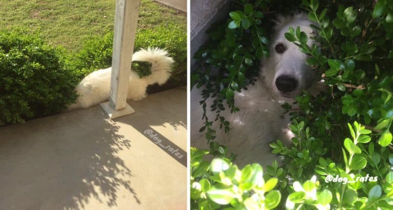 20 Cute Dog Snaps that will make you Rate your Own Hounds – Elite Readers
