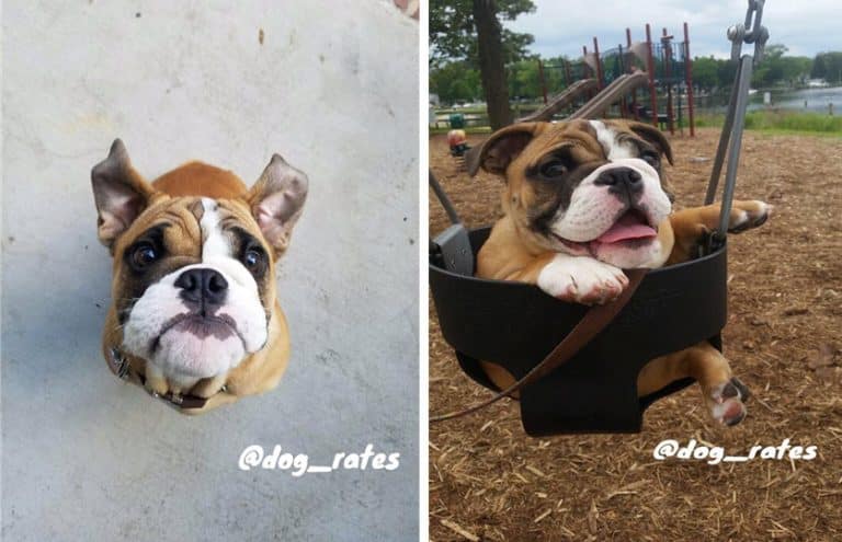 20 Cute Dog Snaps that will make you Rate your Own Hounds – Elite Readers