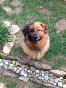 20 Cute Dog Snaps that will make you Rate your Own Hounds – Elite Readers