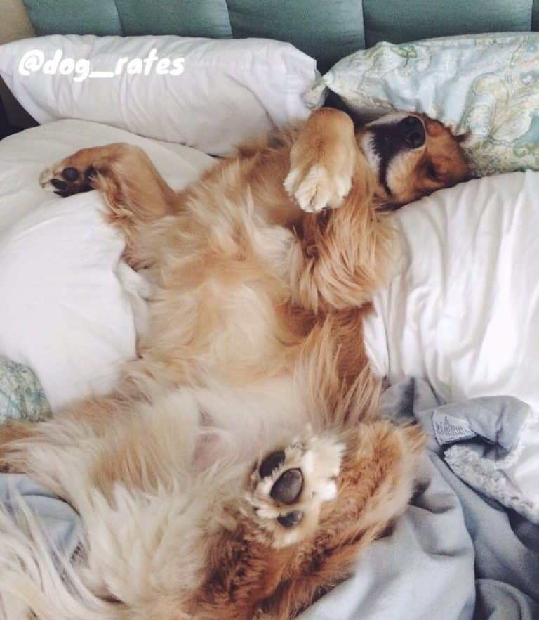 20 Cute Dog Snaps that will make you Rate your Own Hounds – Elite Readers