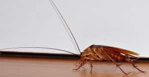 Homemade Concoction Promises To Get Rid Of Cockroaches For Good – Elite ...