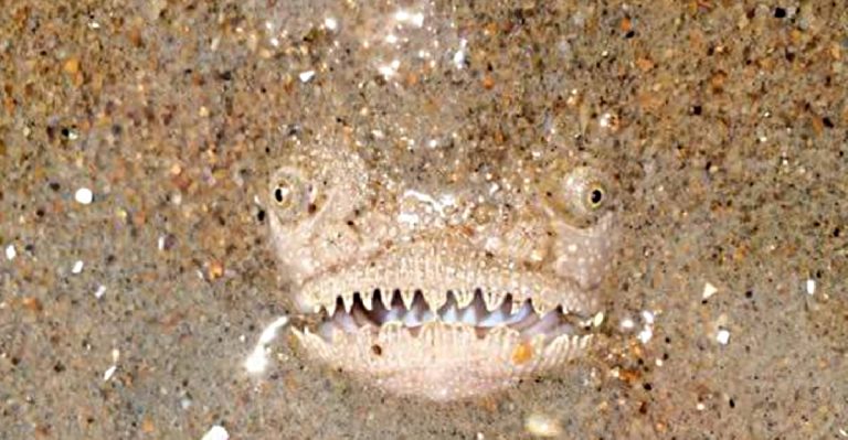 Nightmare Fish: The Northern Stargazer Is One Scary-Looking Creature ...