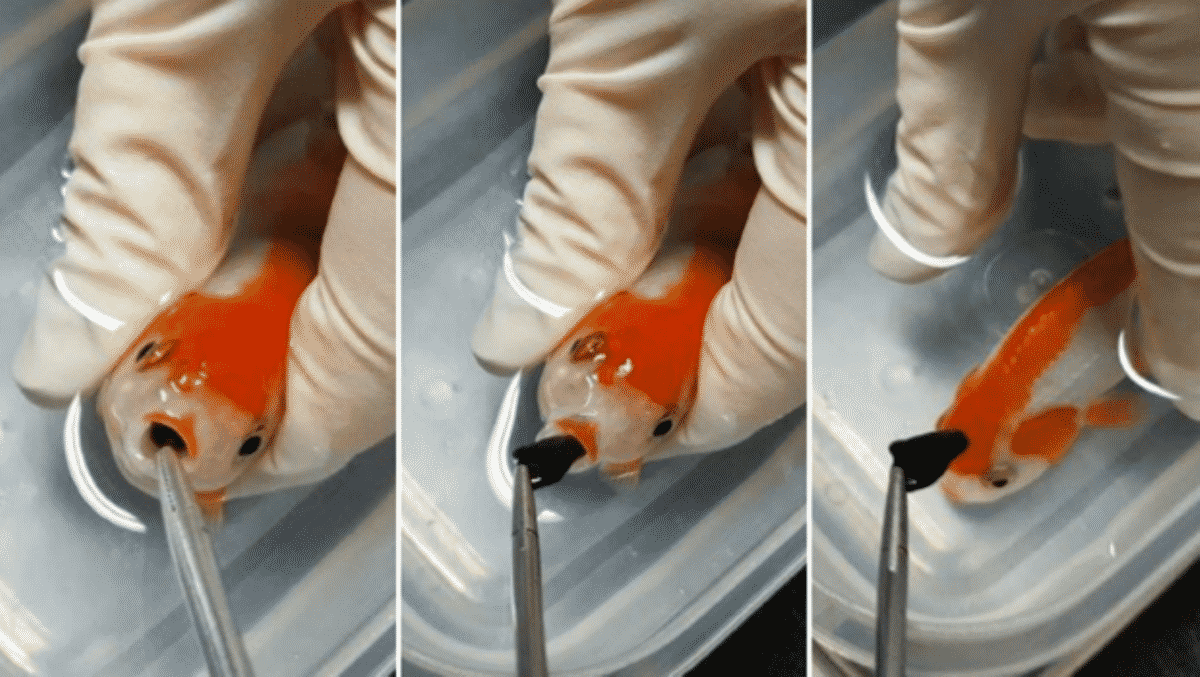 Woman Shells Out $500 To Save Her Beloved Goldfish When it Choked on a ...