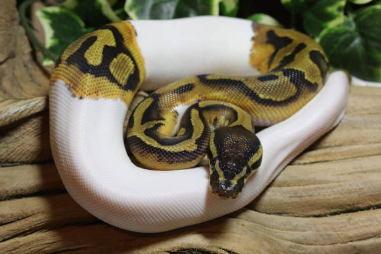 These Colorful Snakes Are Among The Most Beautiful Creatures On The ...