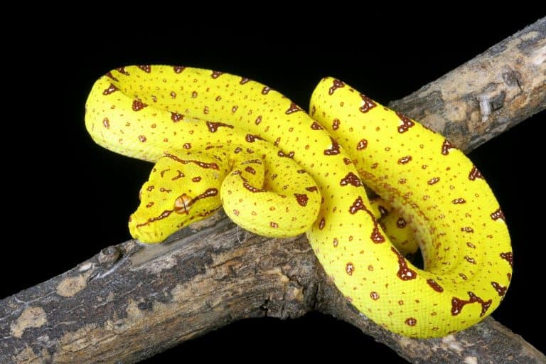 These Colorful Snakes Are Among The Most Beautiful Creatures On The ...