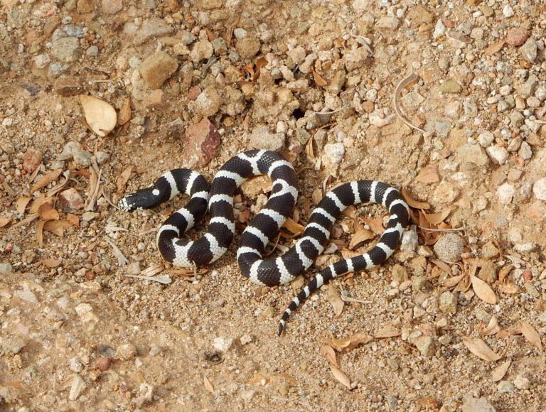 These Colorful Snakes Are Among The Most Beautiful Creatures On The ...