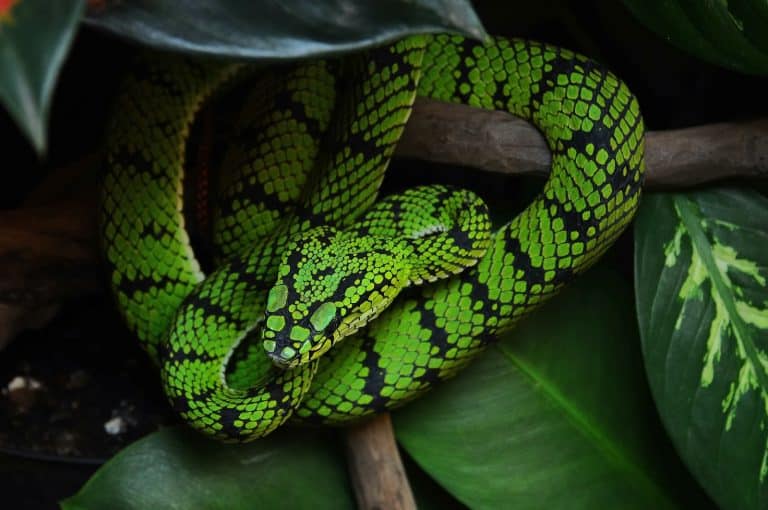 These Colorful Snakes Are Among The Most Beautiful Creatures On The ...