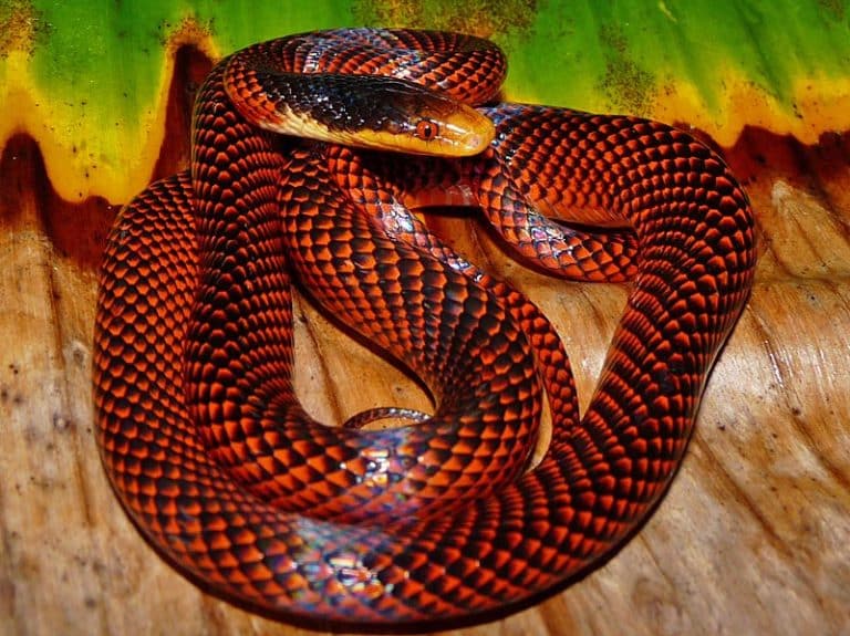 These Colorful Snakes Are Among The Most Beautiful Creatures On The ...