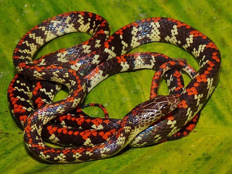 These Colorful Snakes Are Among The Most Beautiful Creatures On The ...
