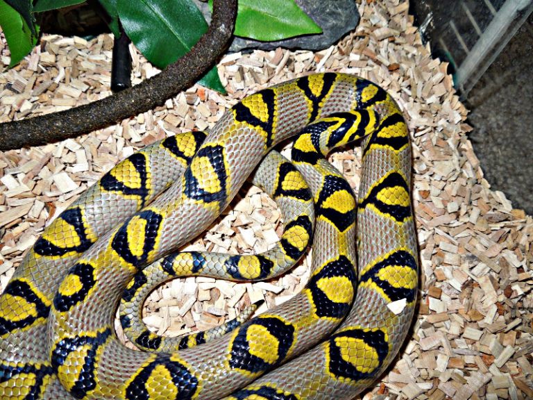 These Colorful Snakes Are Among The Most Beautiful Creatures On The ...