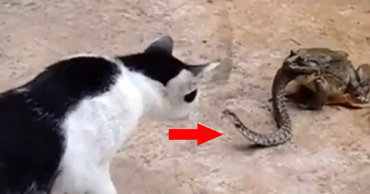 Bizarre Footage Shows Cat Fighting With A Snake Being Eaten By A Frog ...