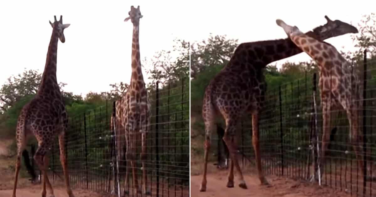 Video Shows Two Giraffes Fighting in the Most Ridiculous Way - Elite ...