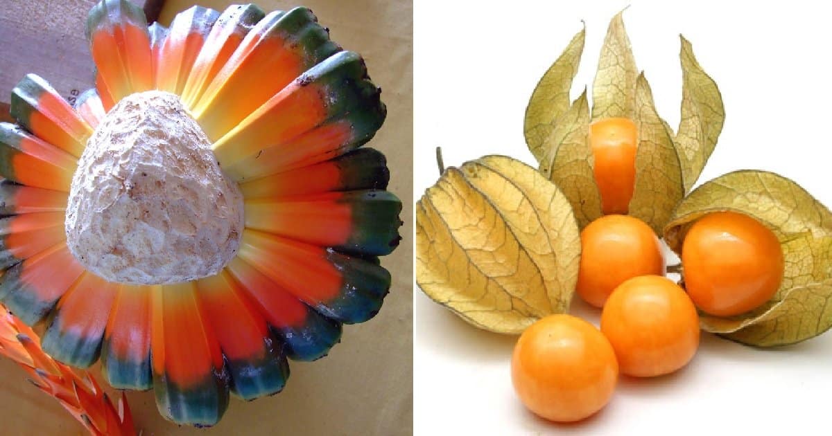 10 Weirdest and Most Exotic Fruits From Around the World - Elite Readers