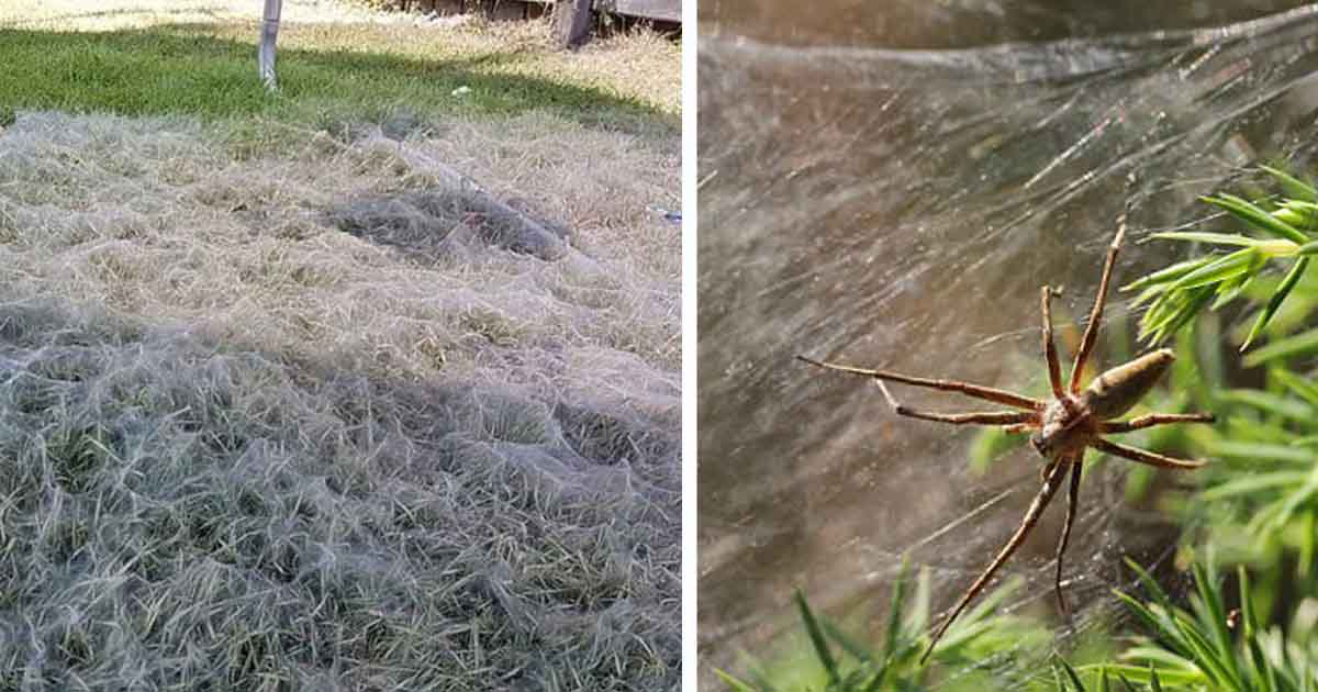 Woman Horrified To Find Patch Covering Her Yard Is Actually a Massive ...