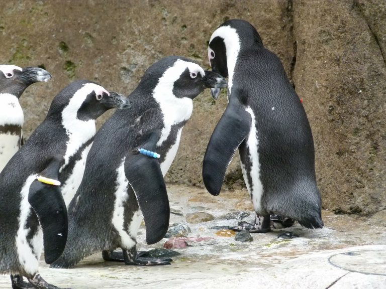 African Penguins’ Teamwork To Catch Fish Will Make You Feel Ashamed ...