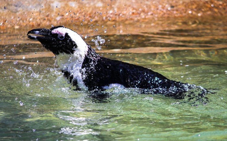 African Penguins’ Teamwork To Catch Fish Will Make You Feel Ashamed ...