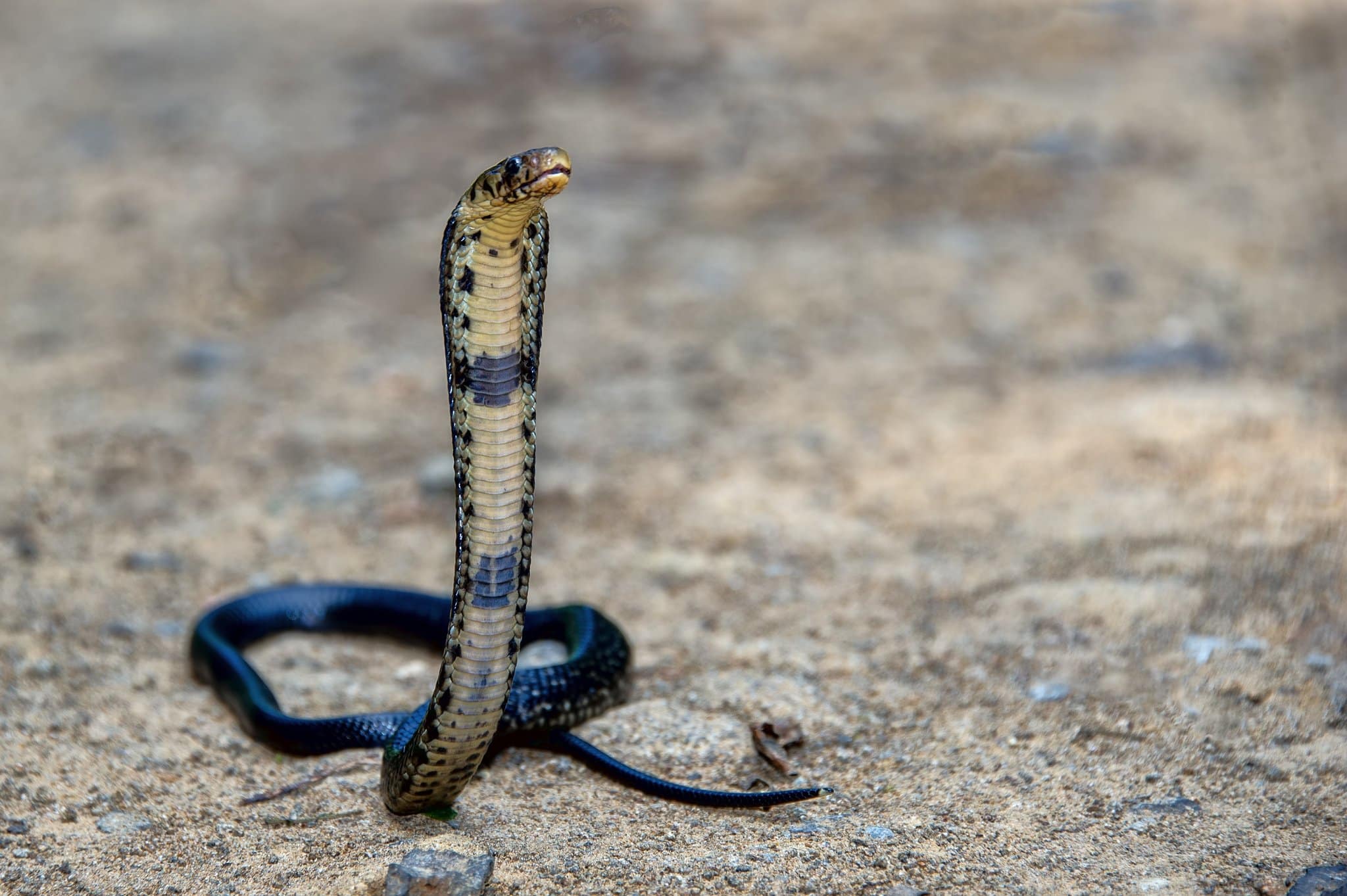 Largest Species of Cobra Found By Researchers In West Africa | Elite ...