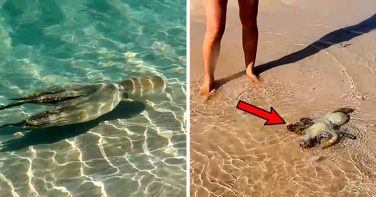 Octopus Thanks A Family That Saved It In A Fascinating Way - Elite Readers