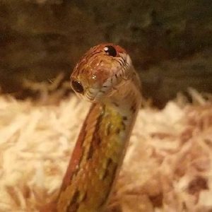 40 Cute And Adorable Snake Pics That’ll Help You Overcome Your Fears ...