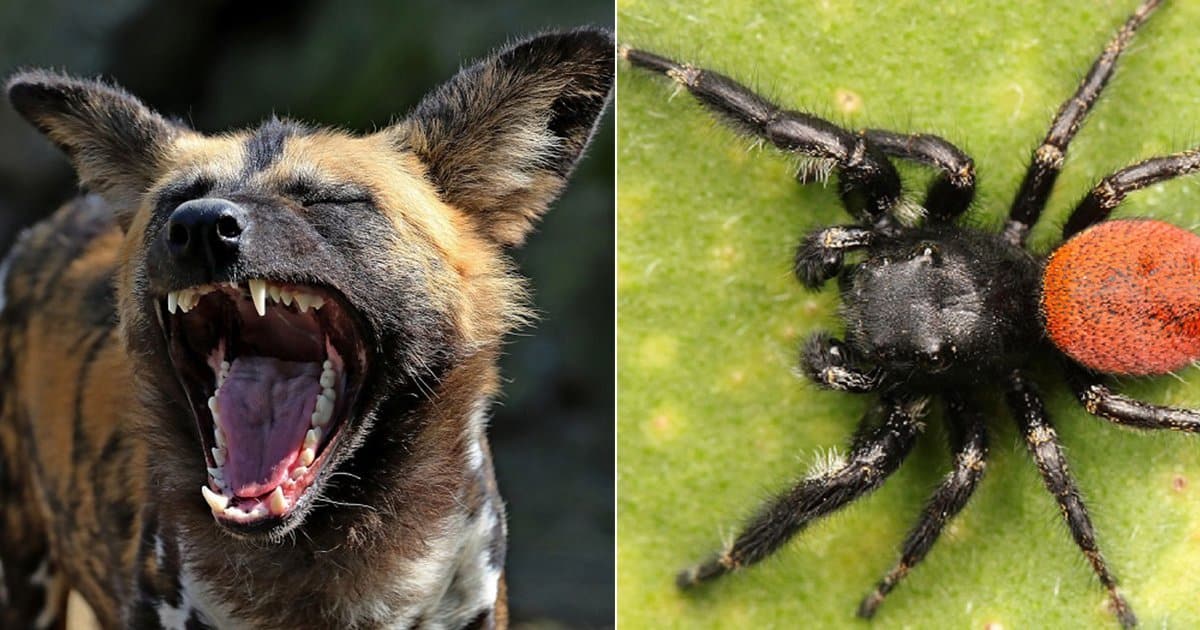 10 of the Most Dangerous Animals on Earth | Elite Readers