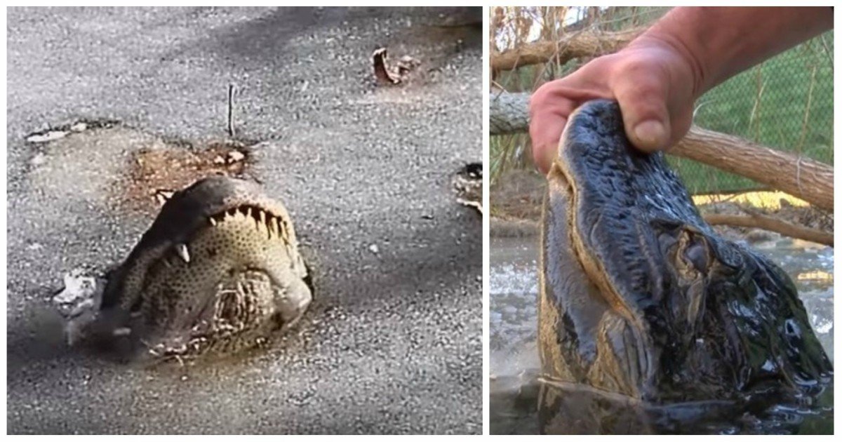 Amazing Survival Tactics Made Frozen Alligators Survive the Winter ...
