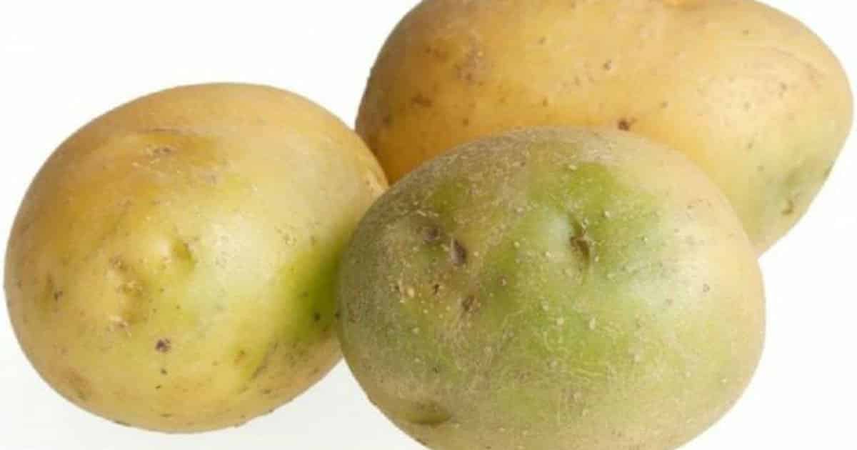 Green Potatoes Are Poisonous According To A Research - Elite Readers