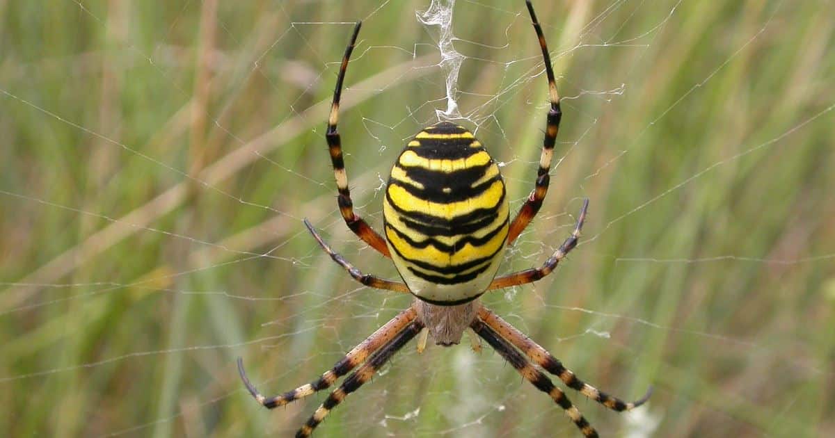 7 Wild and Disturbing Insect Mating Rituals | Elite Readers