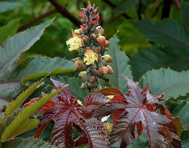 5 Deadliest Poisons in the World | Elite Readers