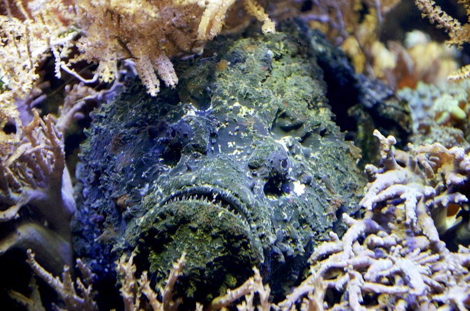 Stonefish: The World’s Most Venomous Fish, Also Quite A Delicacy ...