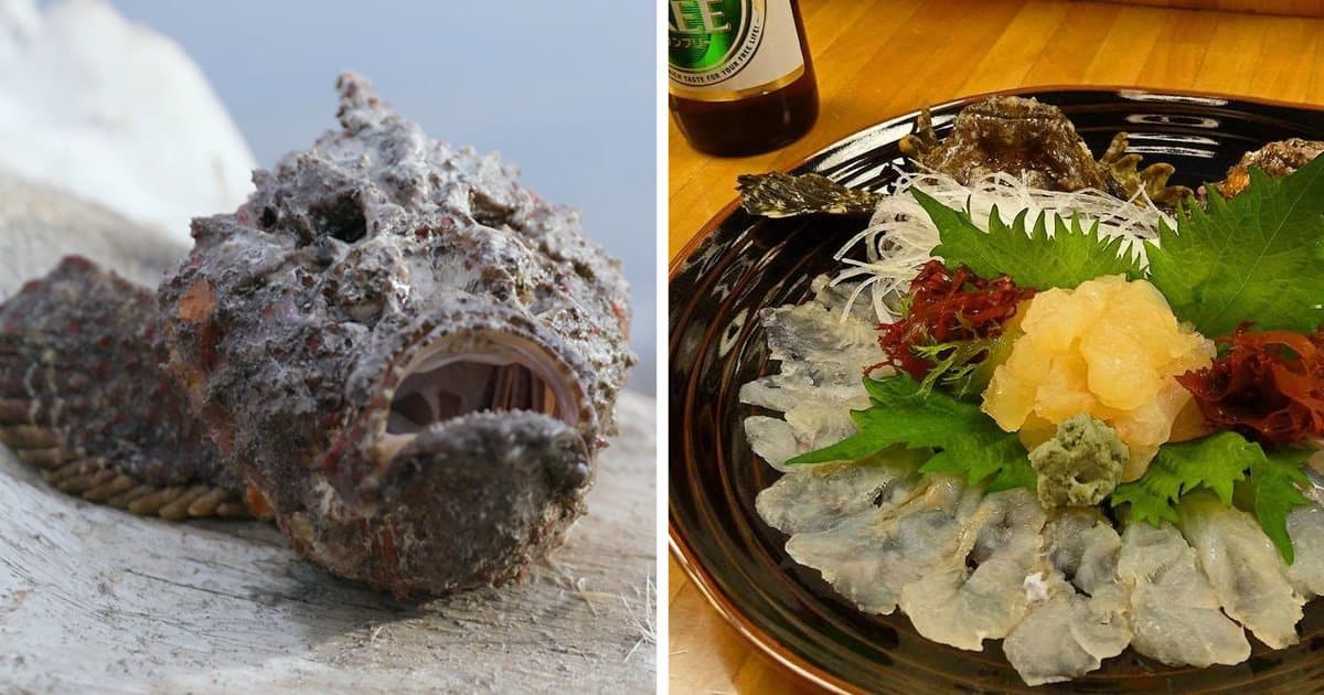 Stonefish: The World’s Most Venomous Fish, Also Quite A Delicacy ...