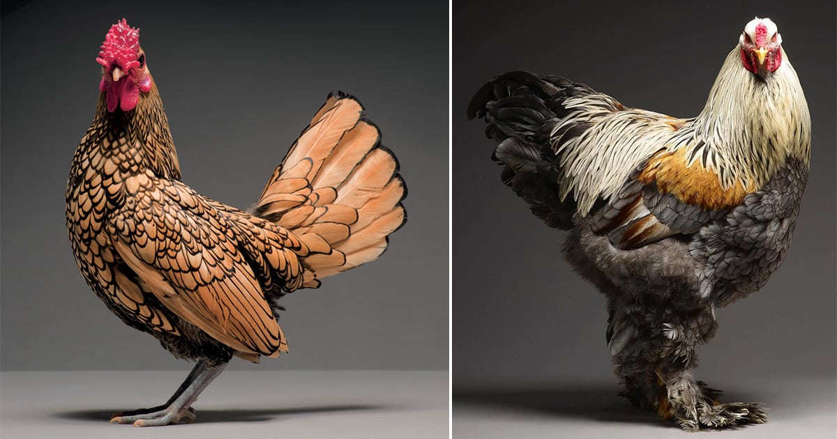 33 Photographs Of The Most Beautiful Chickens You'll Ever See - Elite ...