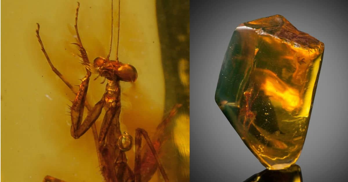 This Prehistoric Praying Mantis Is Perfectly Preserved In Sticky Amber ...