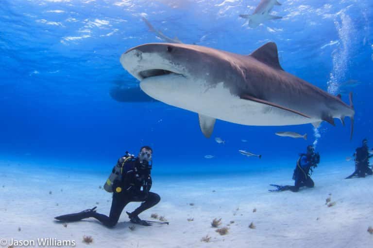 10 Shark-Infested Beaches In The World | Elite Readers