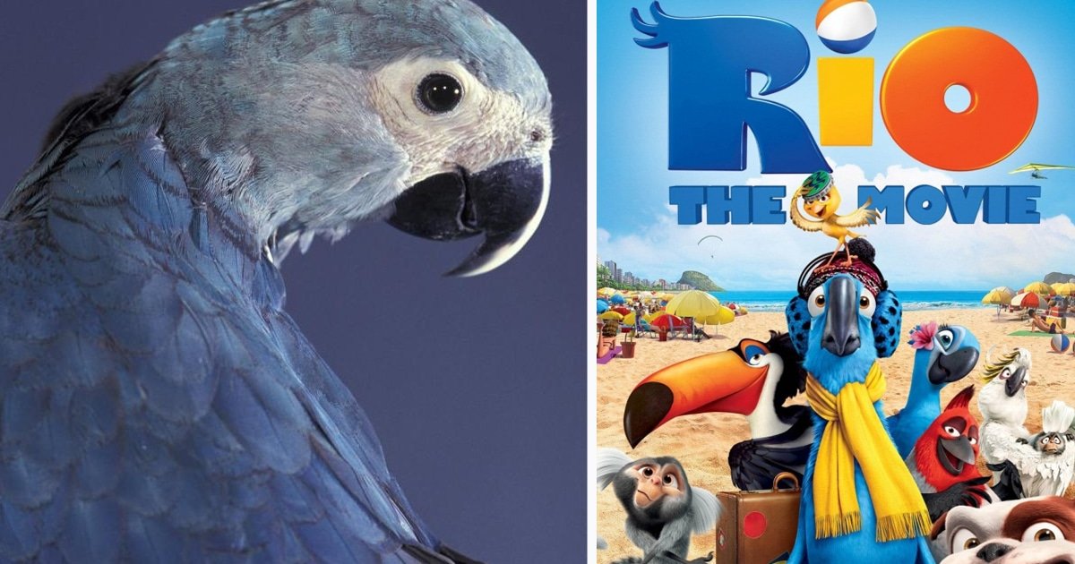 Blue Macaw Parrot, The Inspiration Behind RIO, Is Now Officially ...