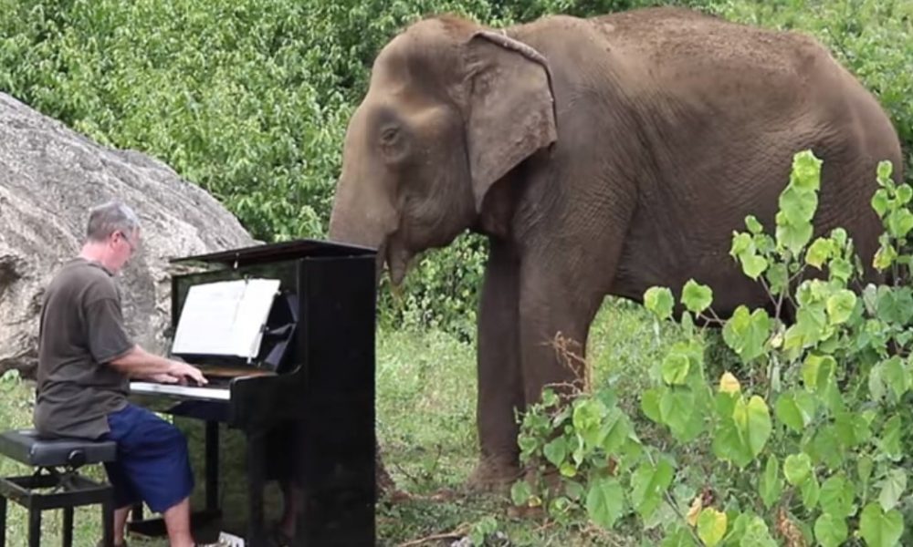 CCTV Cam Caught This Elephant Doing Something Amazing That Leaves ...