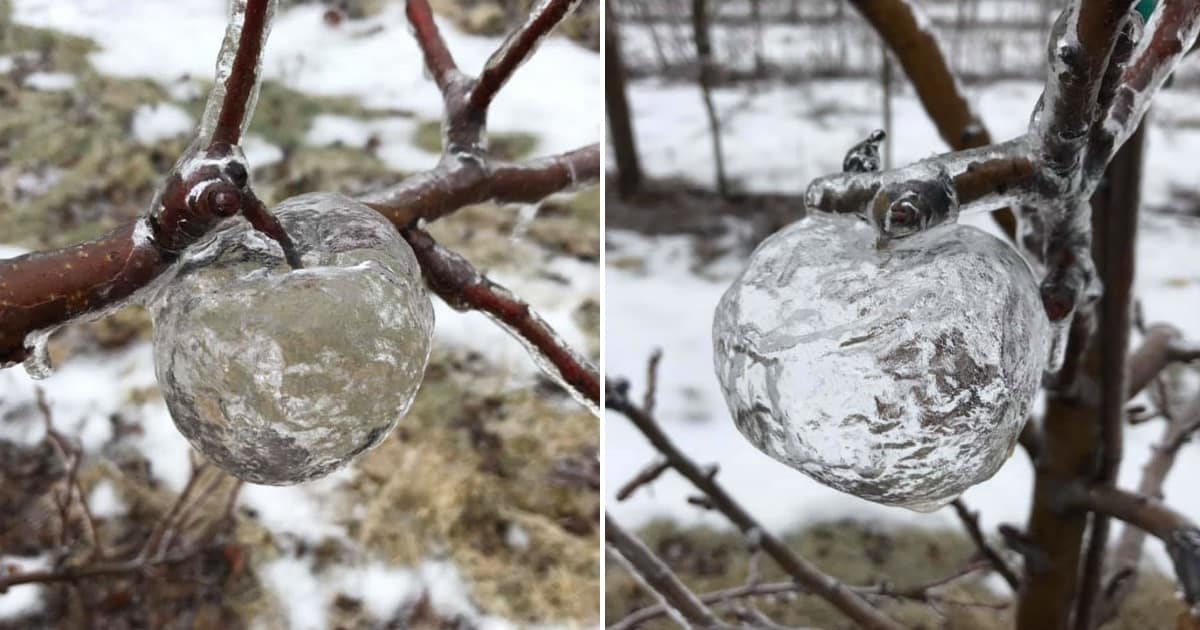 Farmer Explains How 'Ghost Apples' Ended Up On Trees During Polar ...
