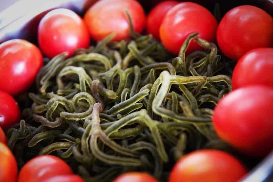 Local Seaweed Found In The Philippines Has Anti-Cancer Properties ...