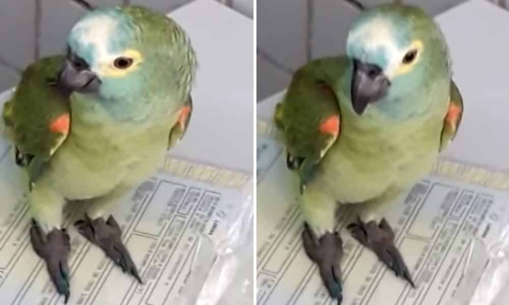Hilarious Parrot Has An Evil Laugh Like a Super Villain - Elite Readers